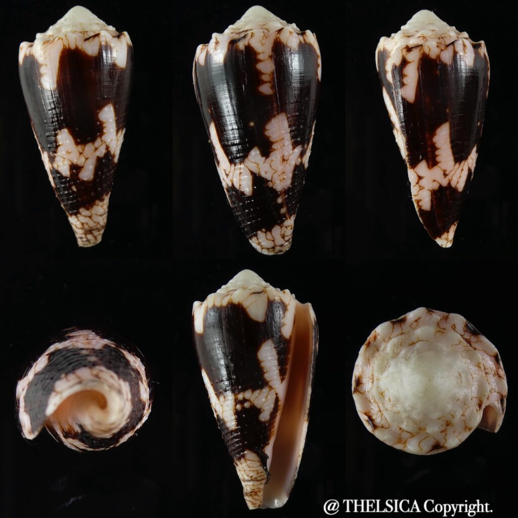Conus nocturnus nocturnus 50.90 mm Gem (-) - Thelsica