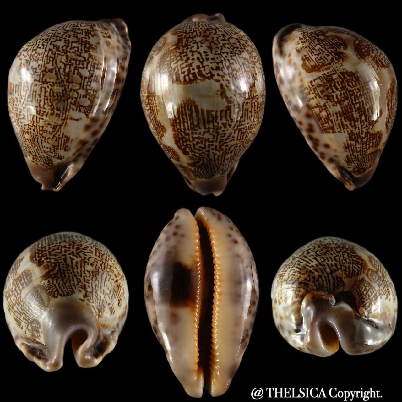 Leporicypraea mappa curvati ... Exceptional... 71.70 mm Gem - Thelsica