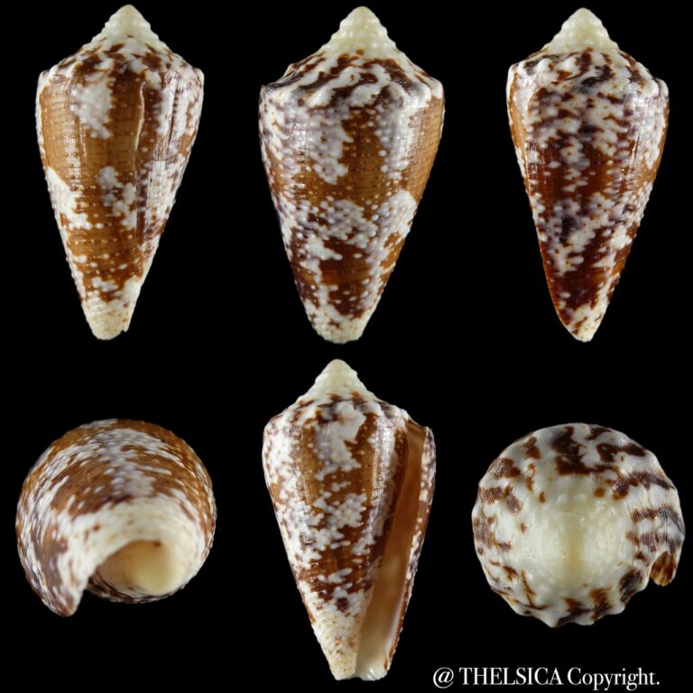 Conidae Archives - Thelsica