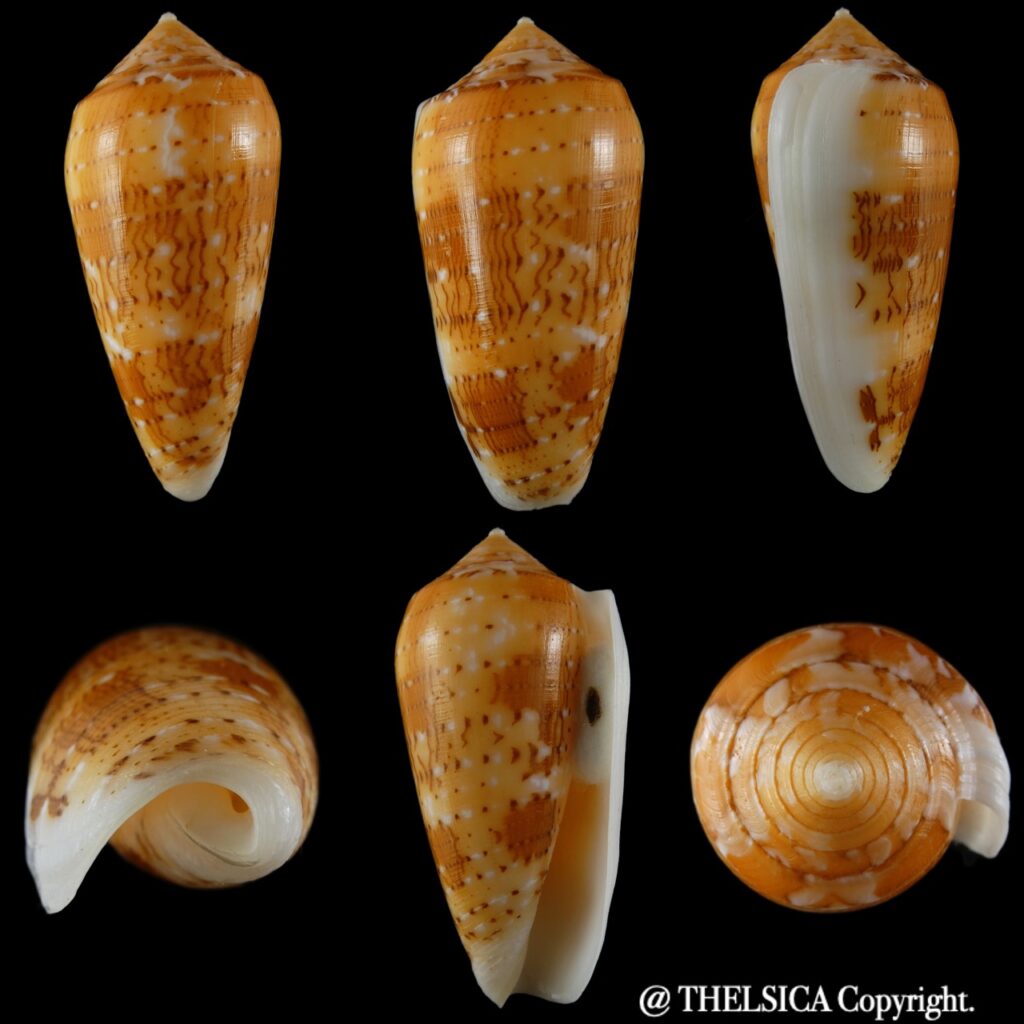 Conidae Archives - Thelsica