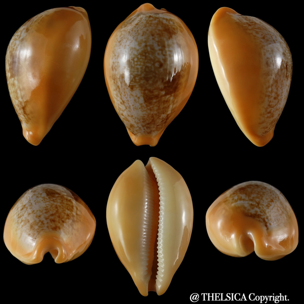 Austrasiatica langfordi poppeorum ...57.05 mm Gem - Thelsica