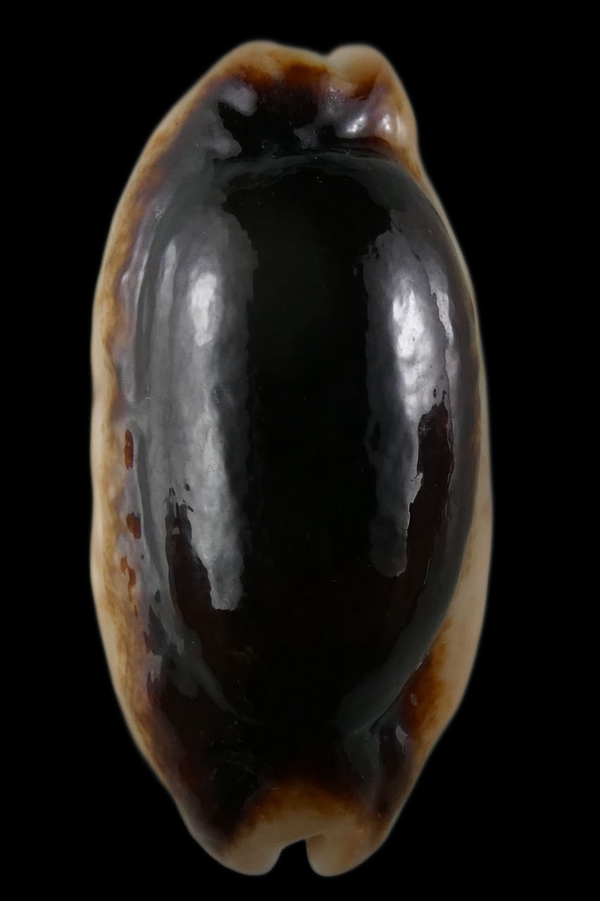 Erronea caurica longior N&R … Big size , charcoal … 45.75 mm Gem - Thelsica