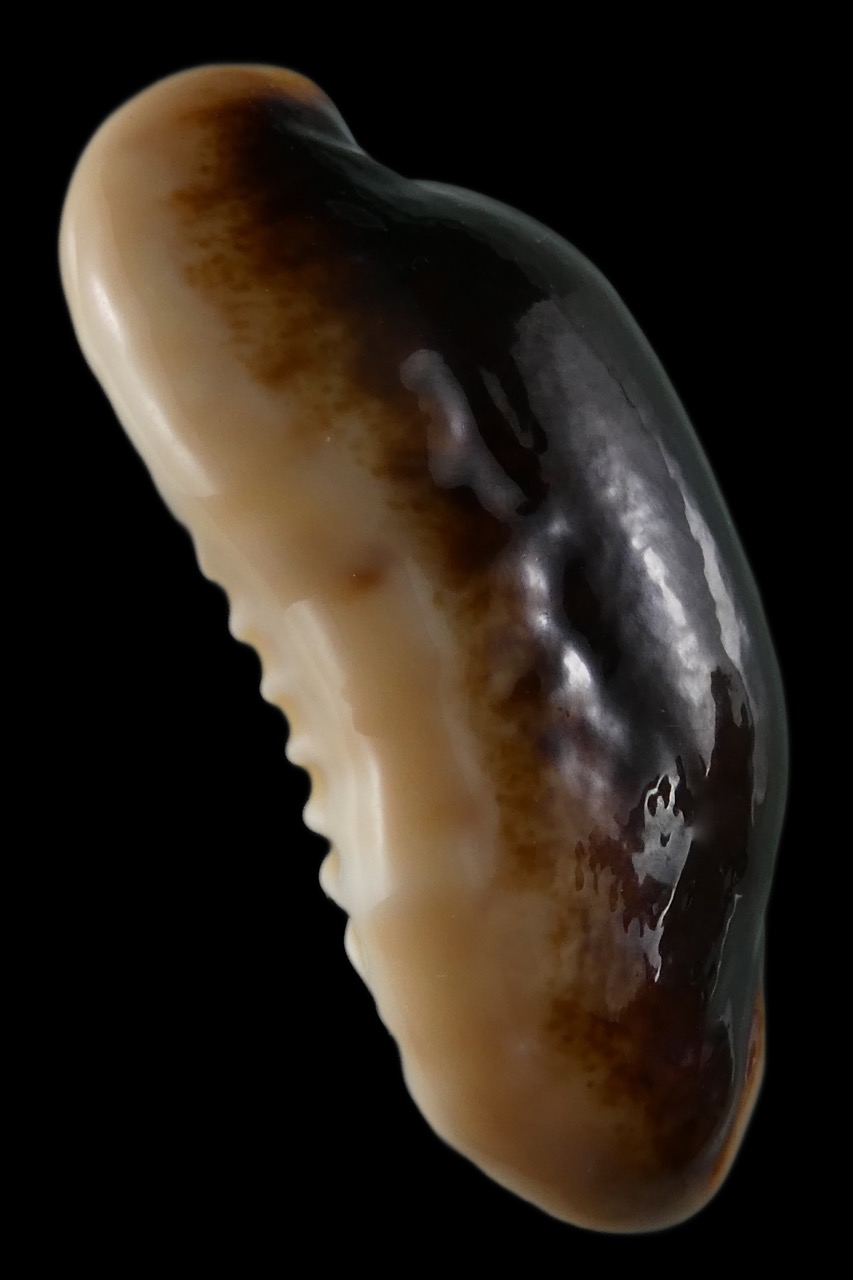 Erronea caurica longior N&R … Big size , charcoal … 45.75 mm Gem - Thelsica