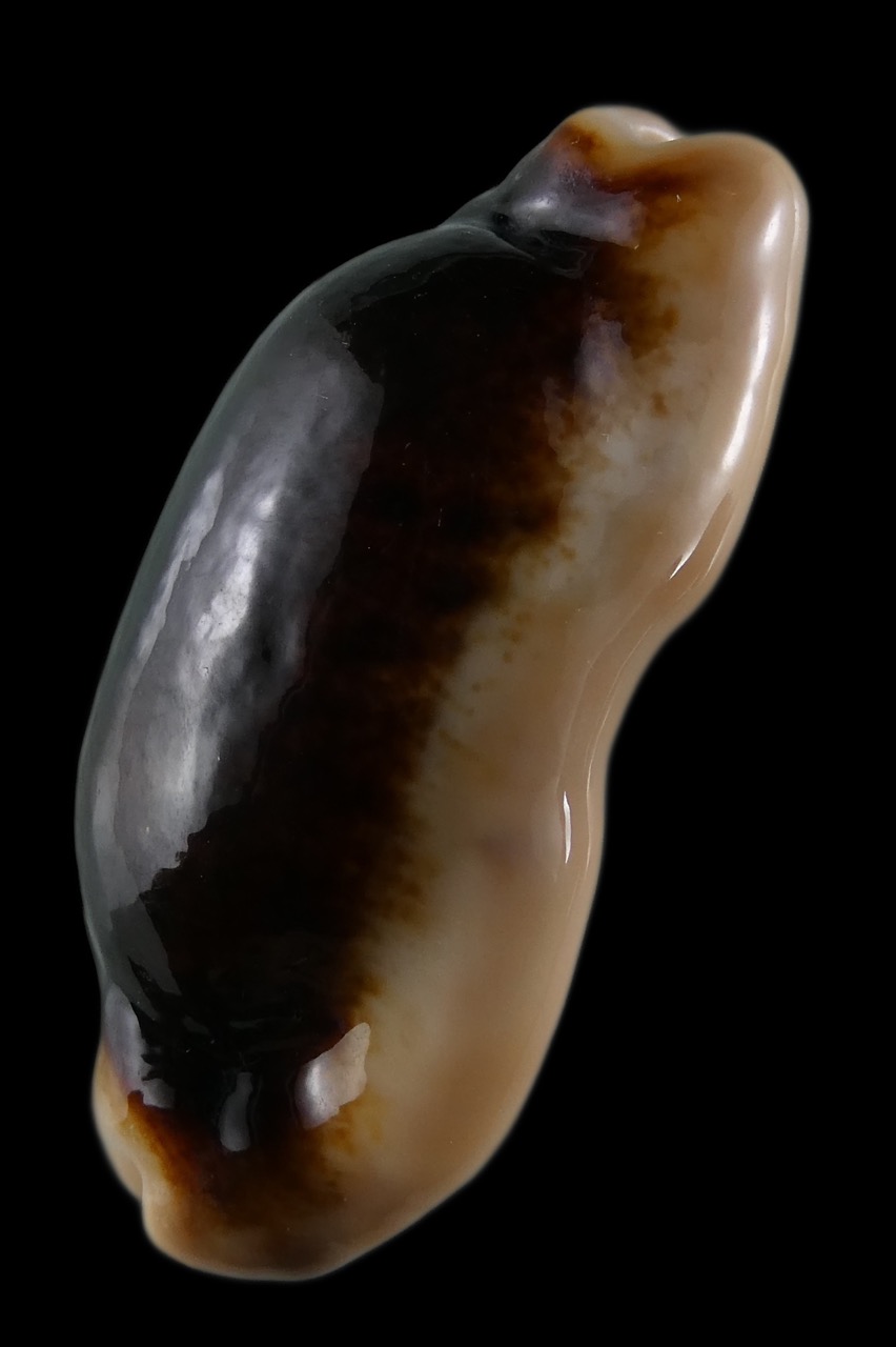 Erronea caurica longior N&R … Big size , charcoal … 45.75 mm Gem - Thelsica