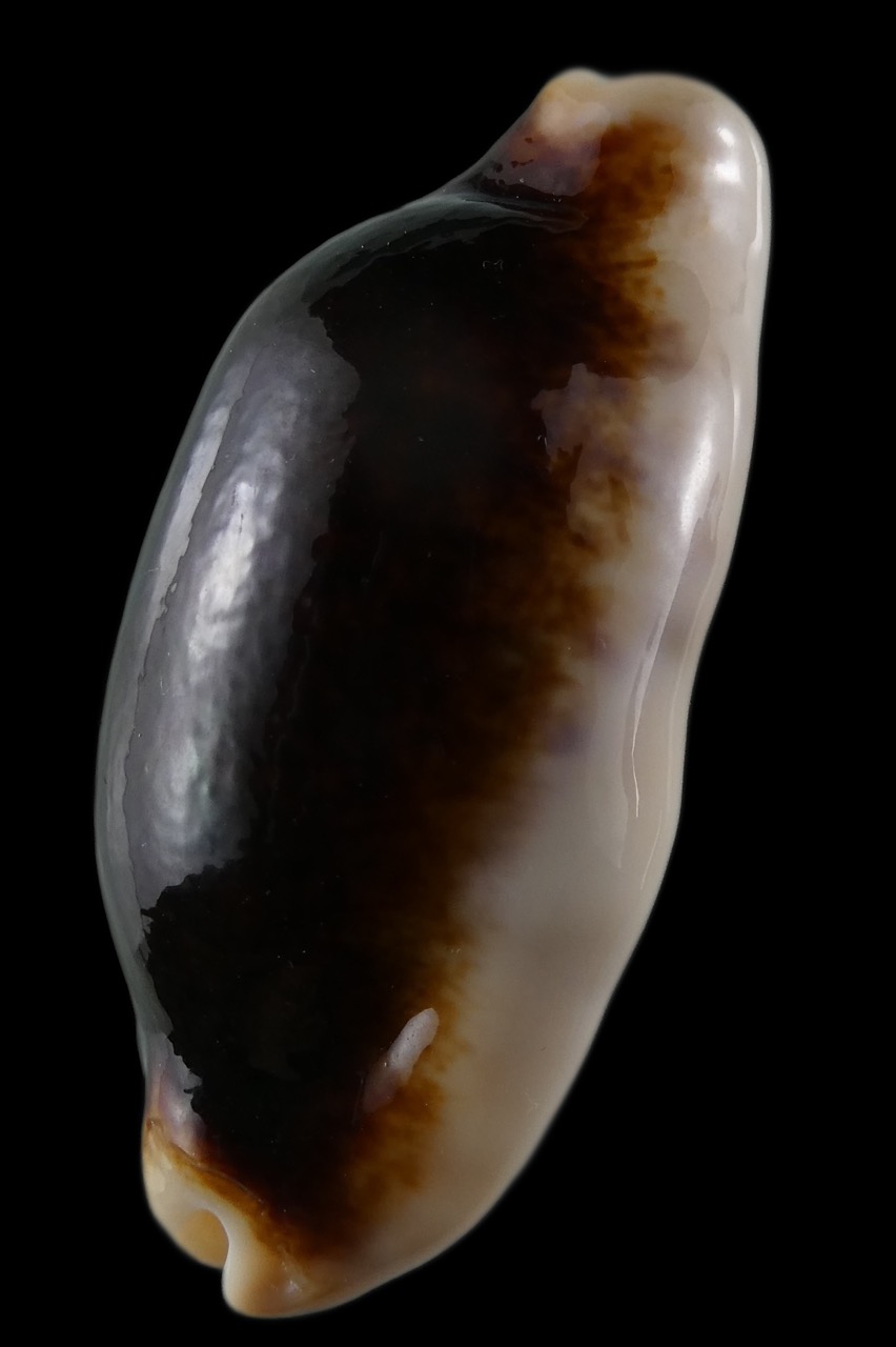 Erronea caurica longior N&R … Giant size , charcoal … 51.18 mm Gem ...