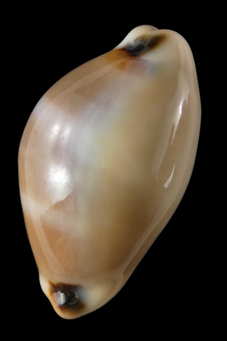 Luria lurida oceanica 27.17 mm Gem - Thelsica