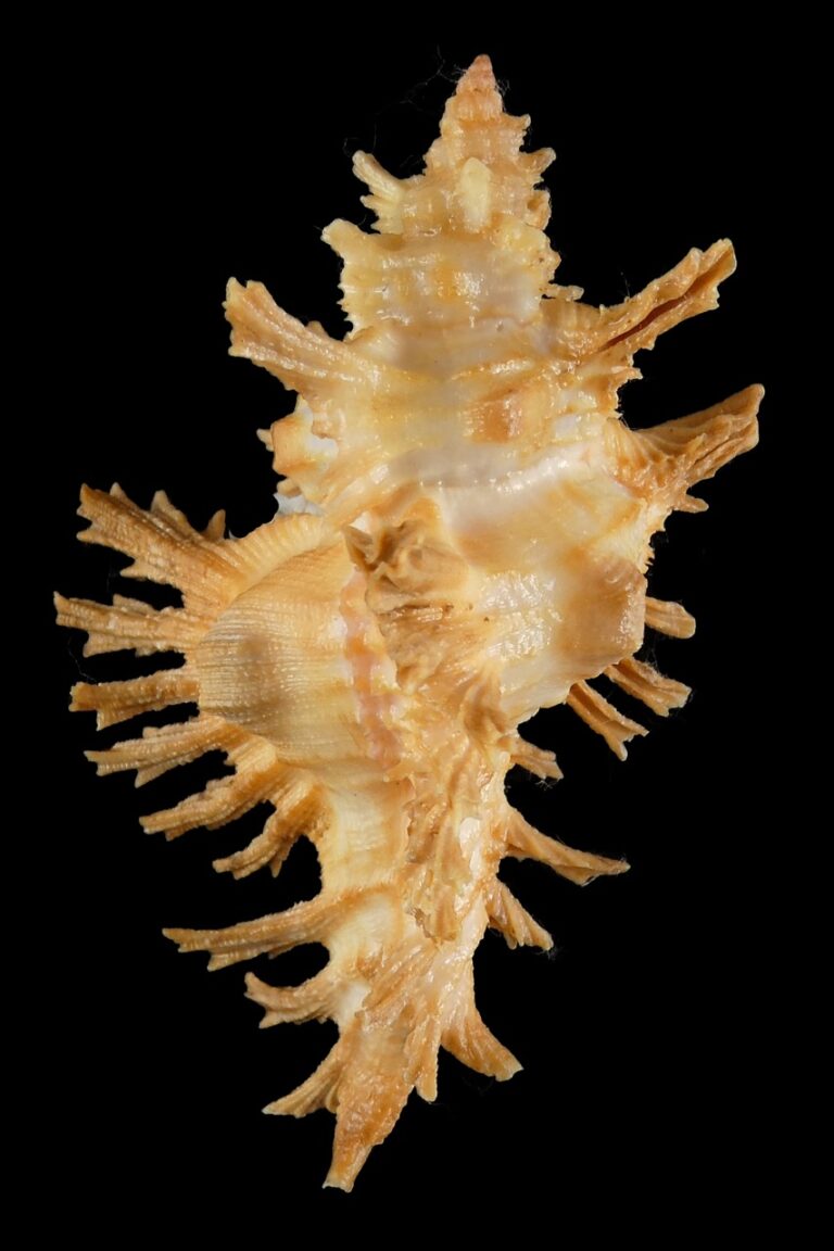 Chicoreus brunneus huttoniae ...Giant size .. Extinct specie ... 74 mm ...