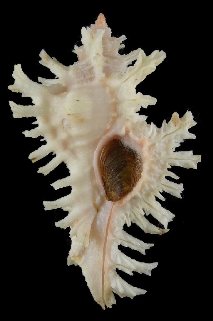 Chicoreus brunneus huttoniae ... ALBINO , Extinct specie ... 67.79 mm ...