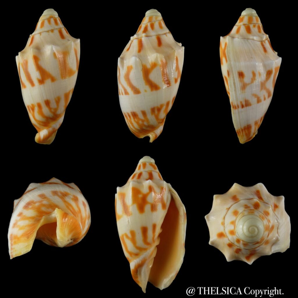 Volutidae Archives - Thelsica