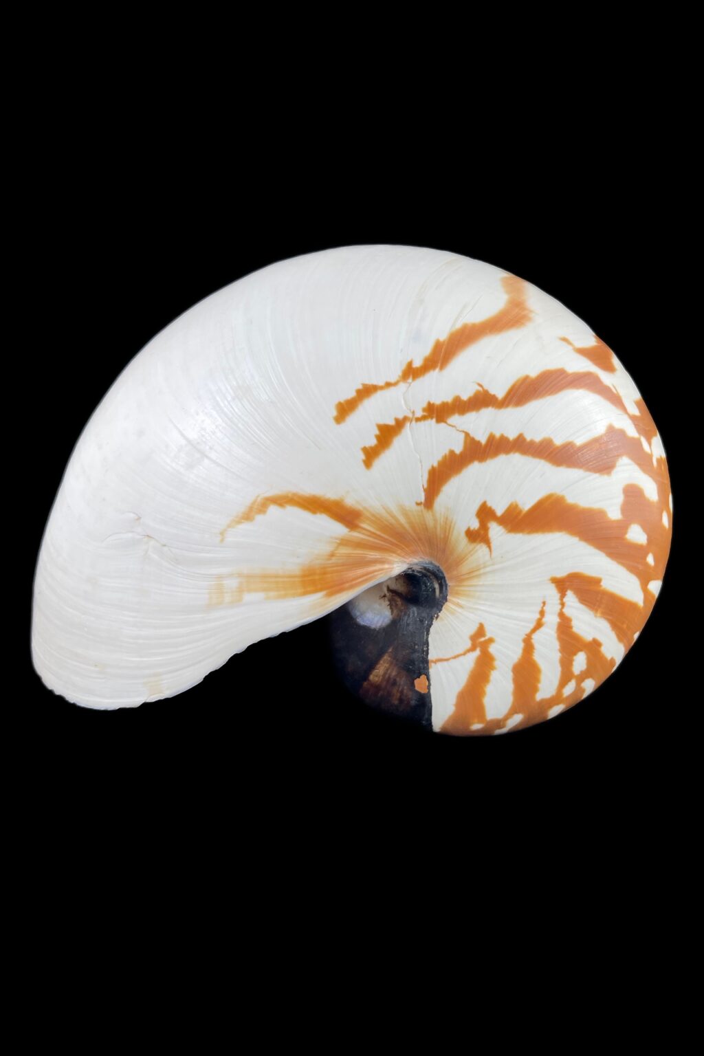 News Archives - Thelsica