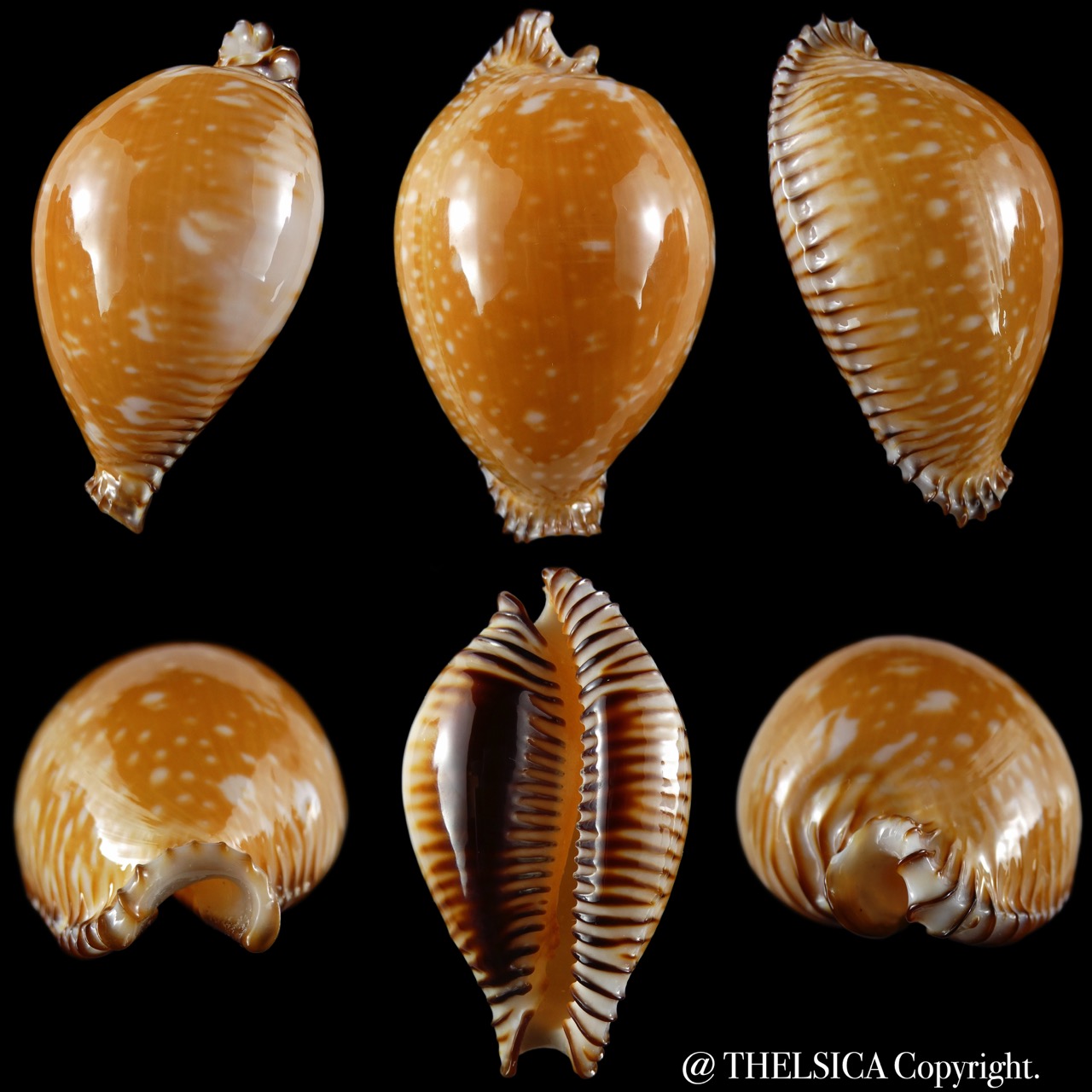 Perisserosa guttata guttata... Top pattern … 60.61 mm Gem - Thelsica