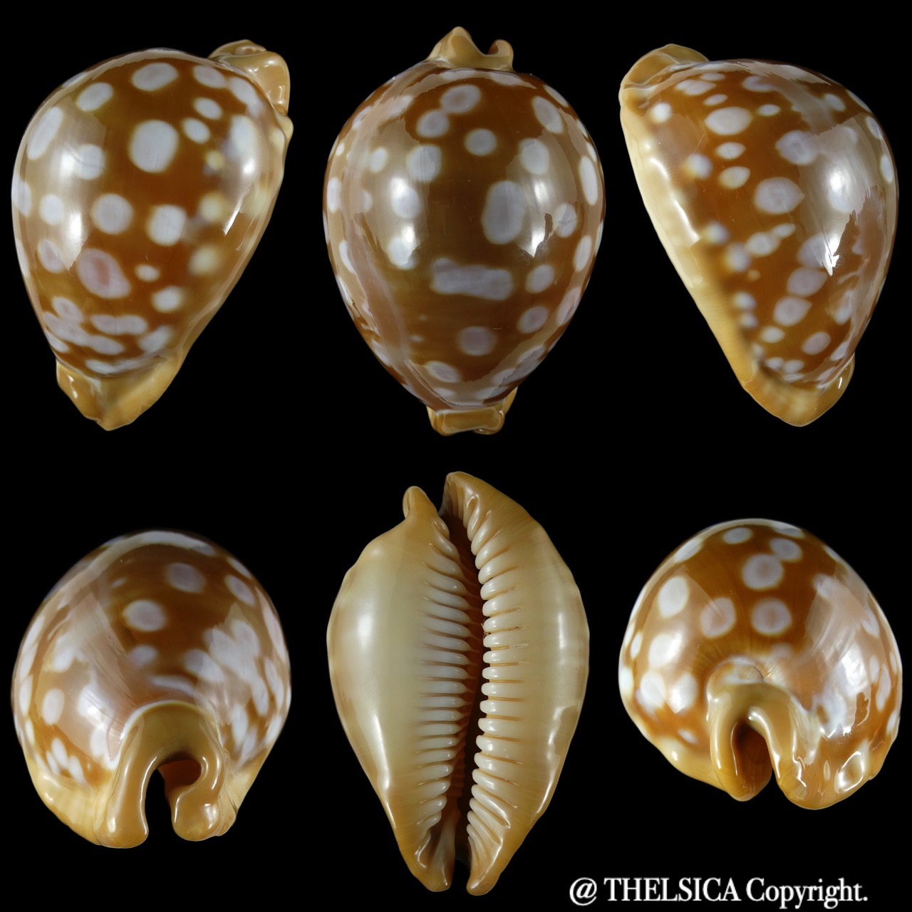 Callistocypraea leucodon escotoi ..big size ... 82.76 mm Gem - Thelsica