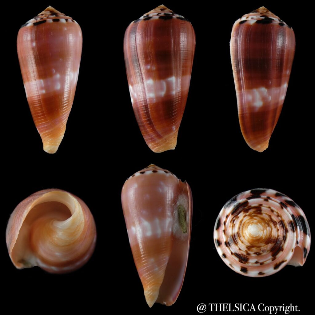 Conidae Archives - Thelsica