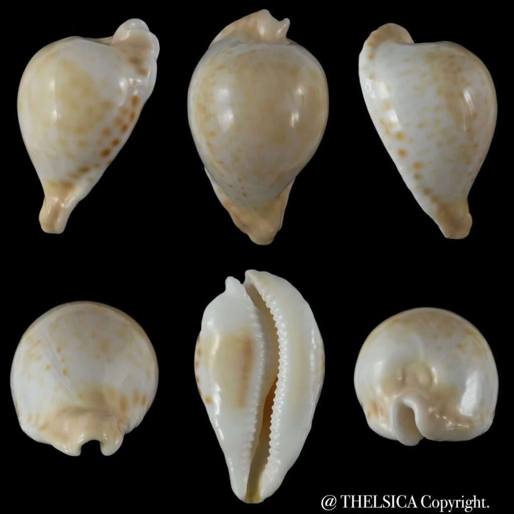 Umbilia Archives - Thelsica