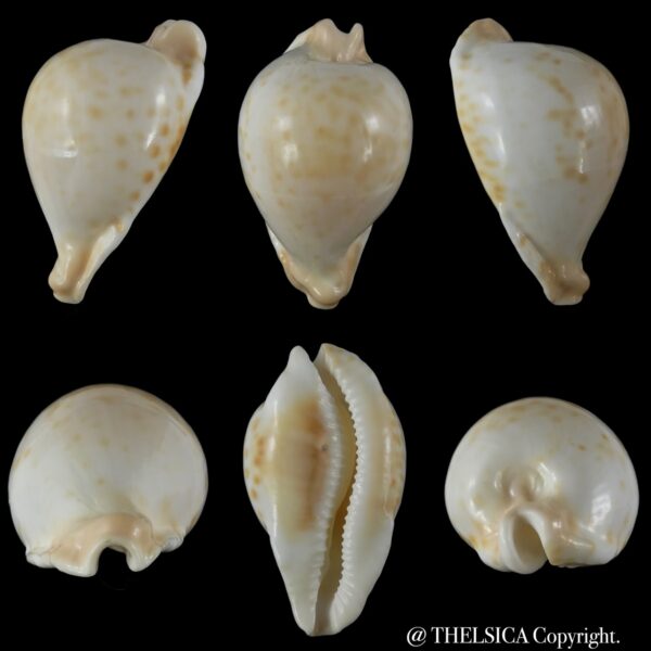 Umbilia Archives - Thelsica