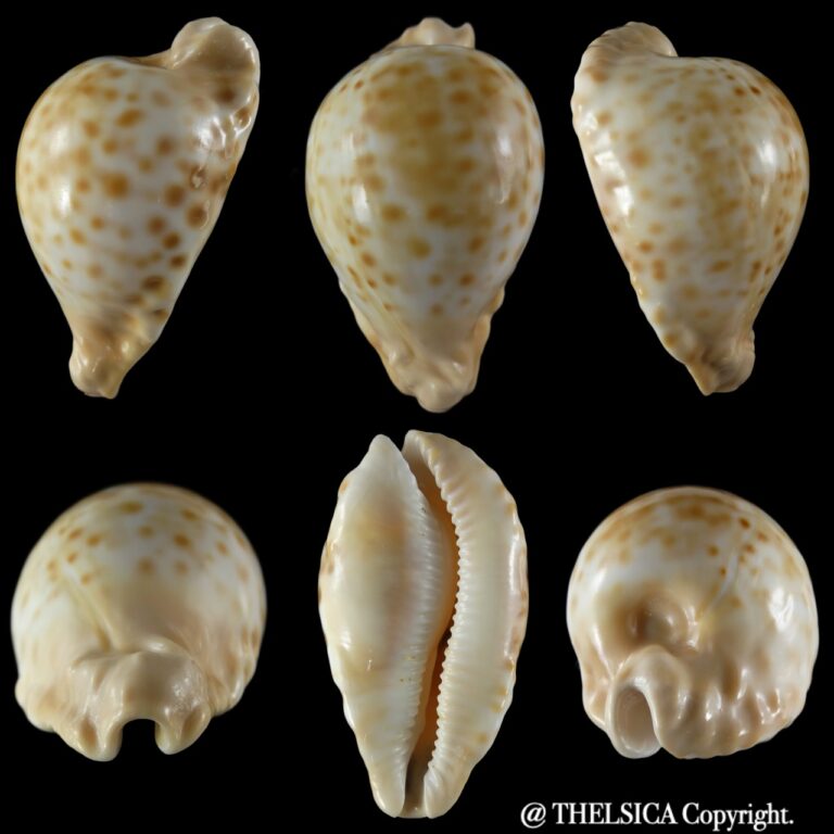 Umbilia Archives - Thelsica