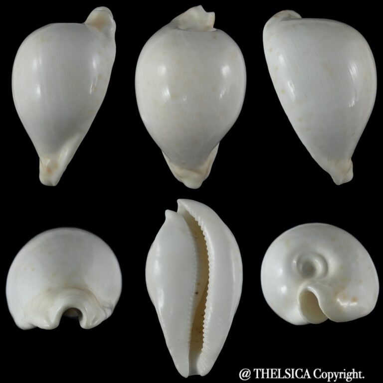 Umbilia Archives - Thelsica