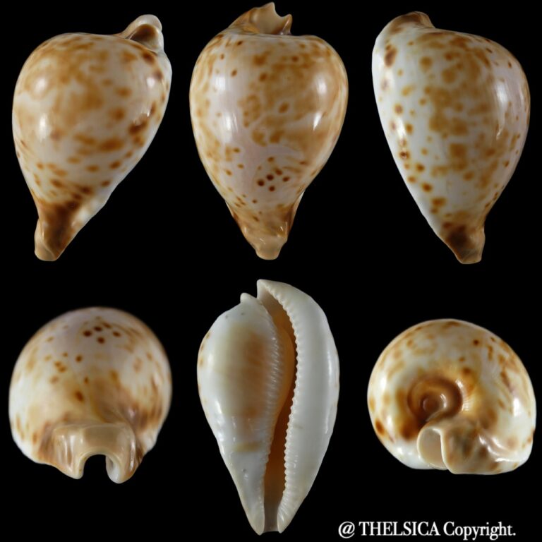 Umbilia Archives - Thelsica