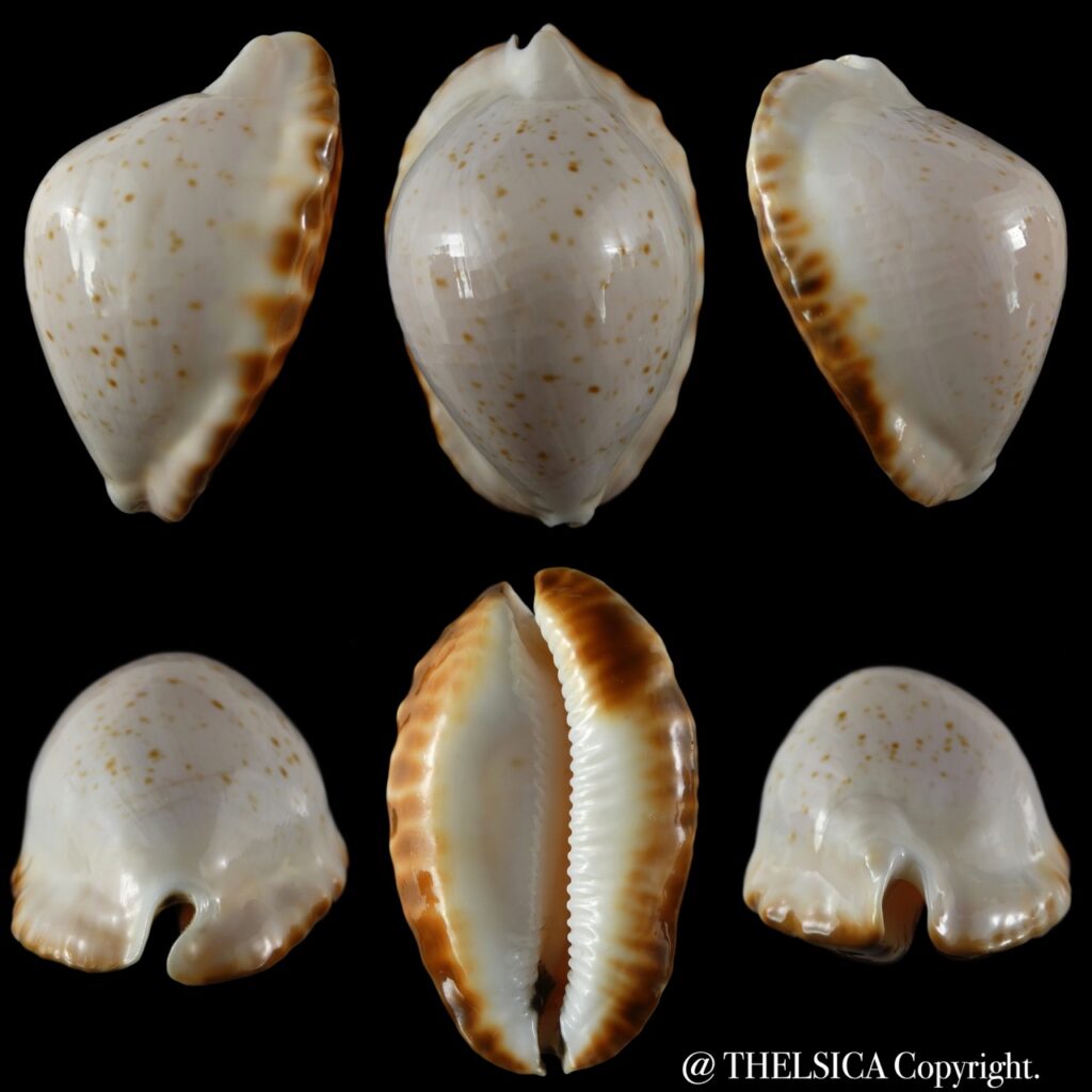 Cypraeidae Archives - Thelsica