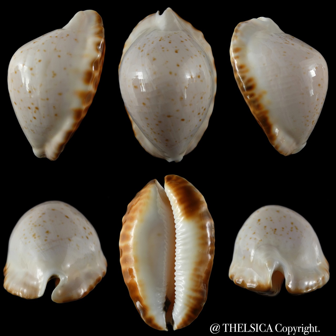 Zoila ketyana Zuytdorpensis 50.05 mm Gem - Thelsica