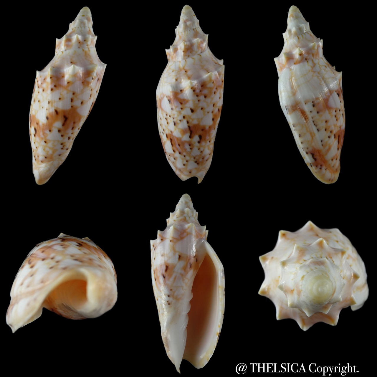 Cymbiola (Cymbiolacca) pulchra coucomorum ...Big size… 74.69 mm Gem ...