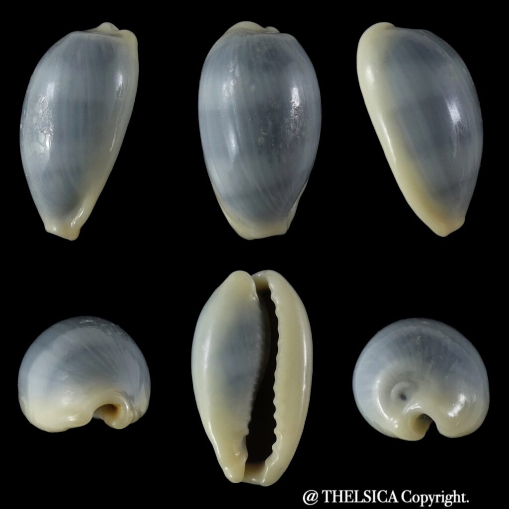 Erronea errones coxi azurea 25,60 mm Gem - Thelsica