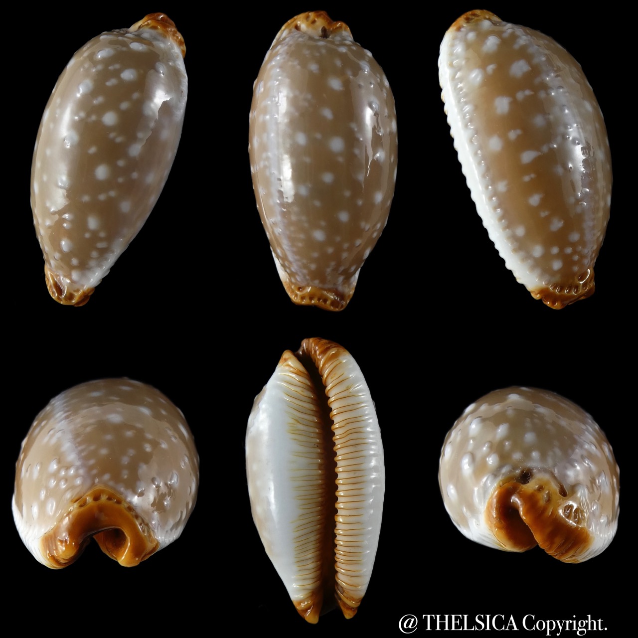 Staphylaea limacina staphylaeaformis ..GIANT… 38.55 mm Gem - Thelsica