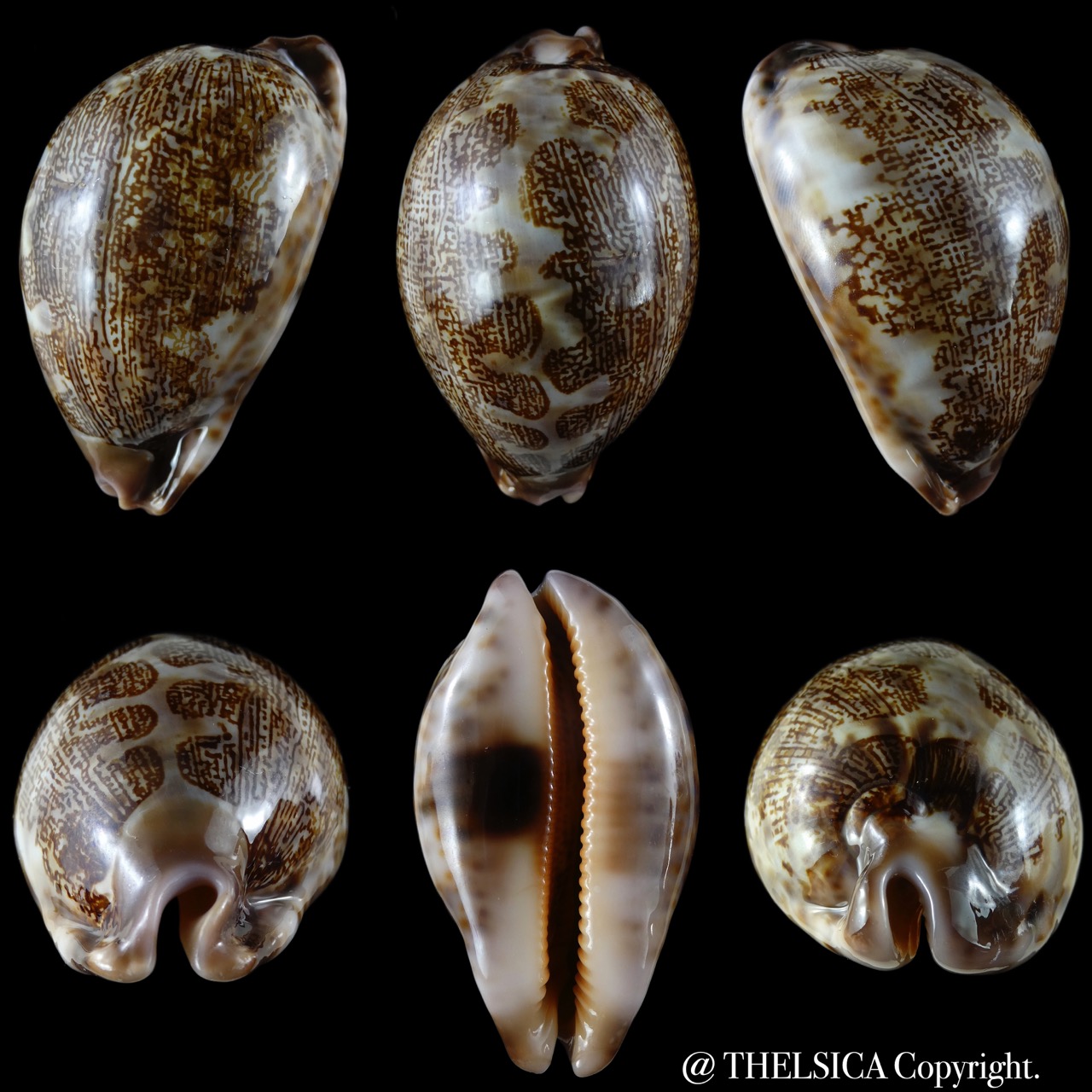 Leporicypraea mappa curvati ... Exceptional... 65.56 mm Gem - Thelsica