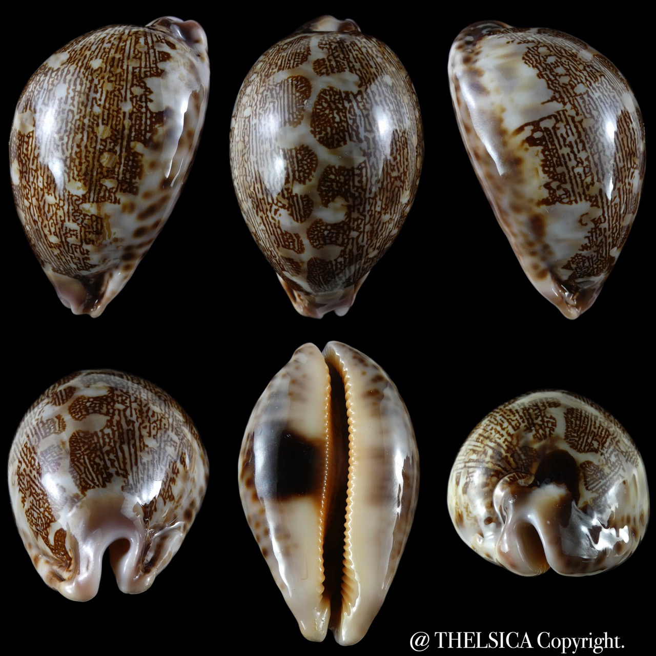 Leporicypraea mappa curvati ... Exceptional... 67.50 mm Gem - Thelsica