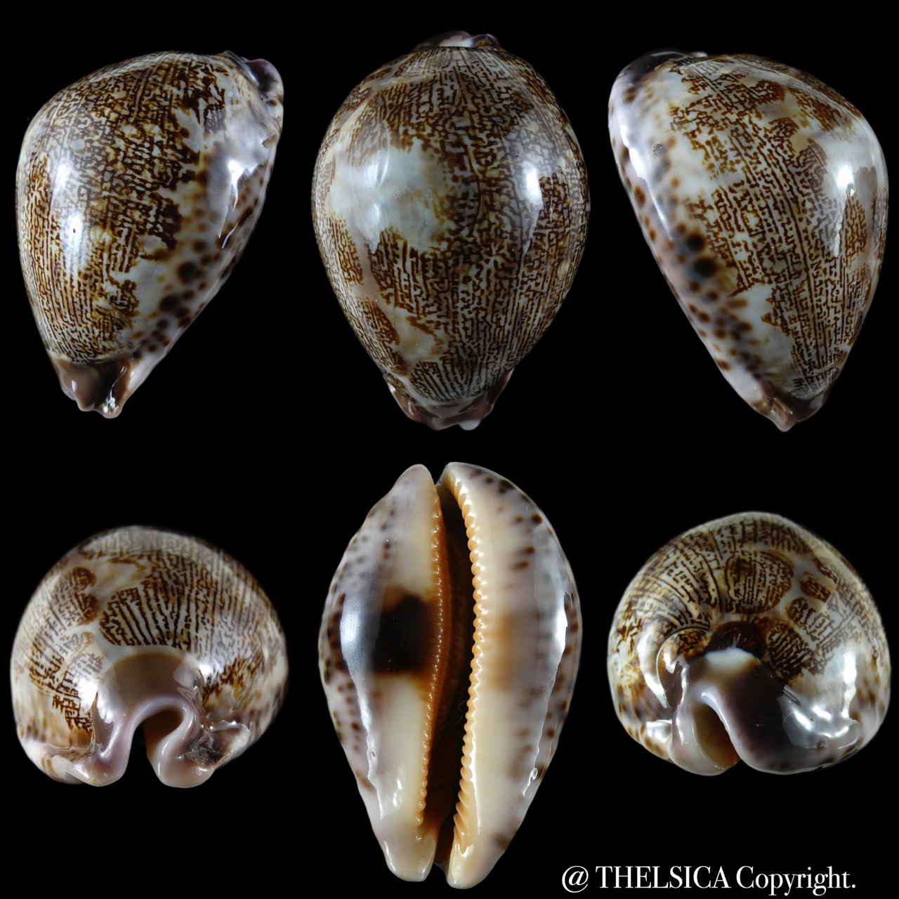 Leporicypraea mappa curvati ... Exceptional... 68.91 mm Gem - Thelsica