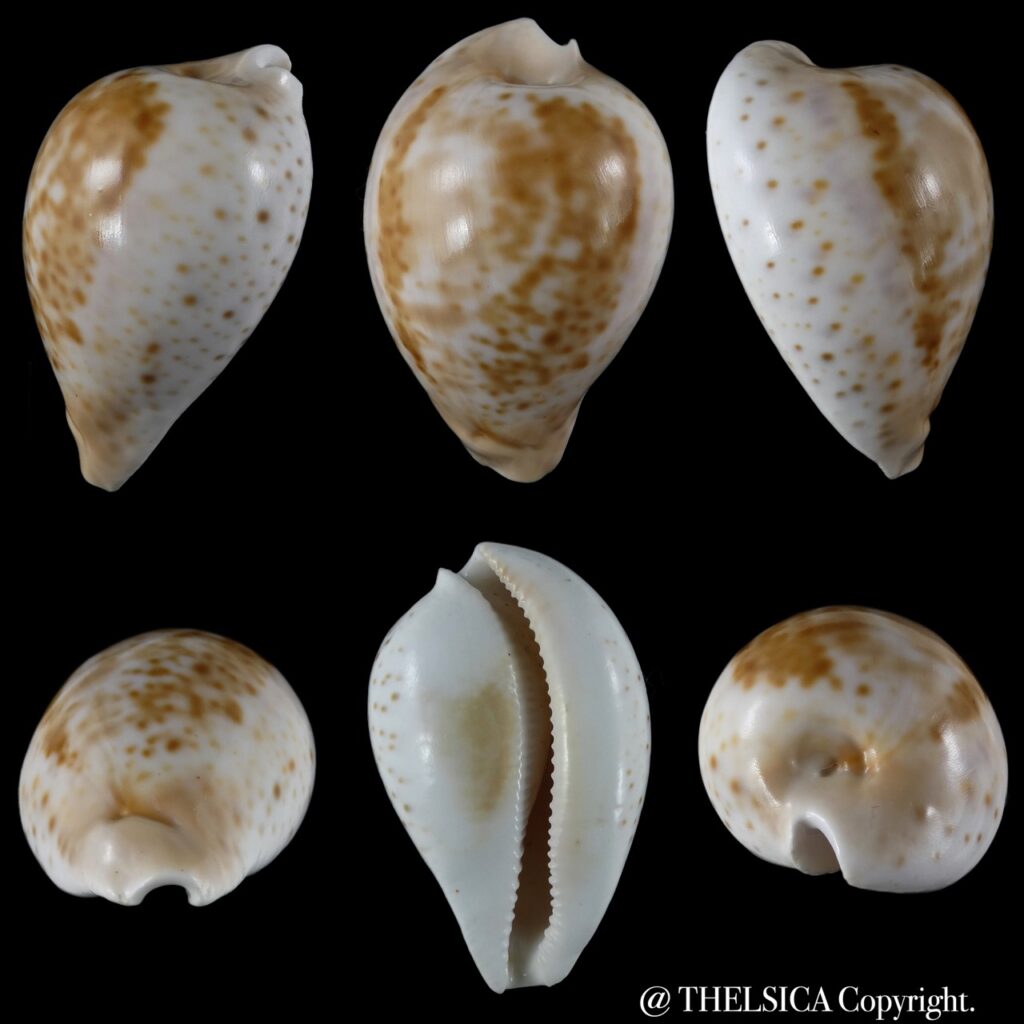 Umbilia Archives - Thelsica