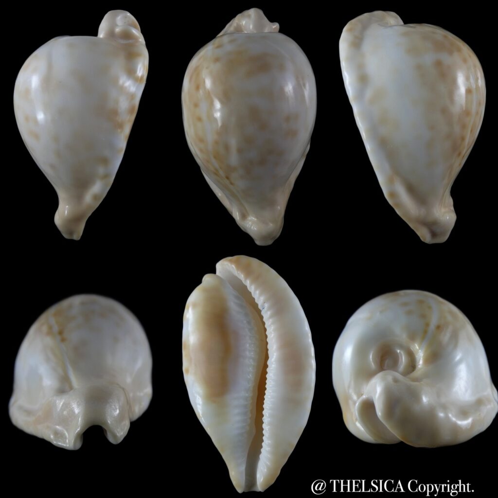 Umbilia Archives - Thelsica