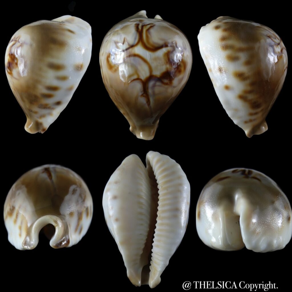 Cypraea Archives - Thelsica