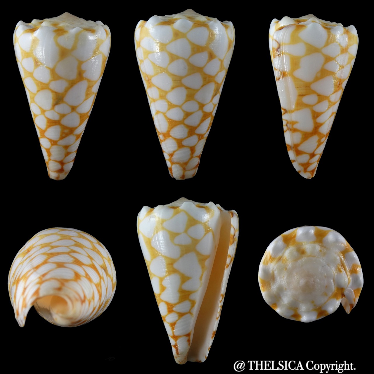 Conus marmoreus ..Orange ... 51,32 mm F+++/Gem - Thelsica