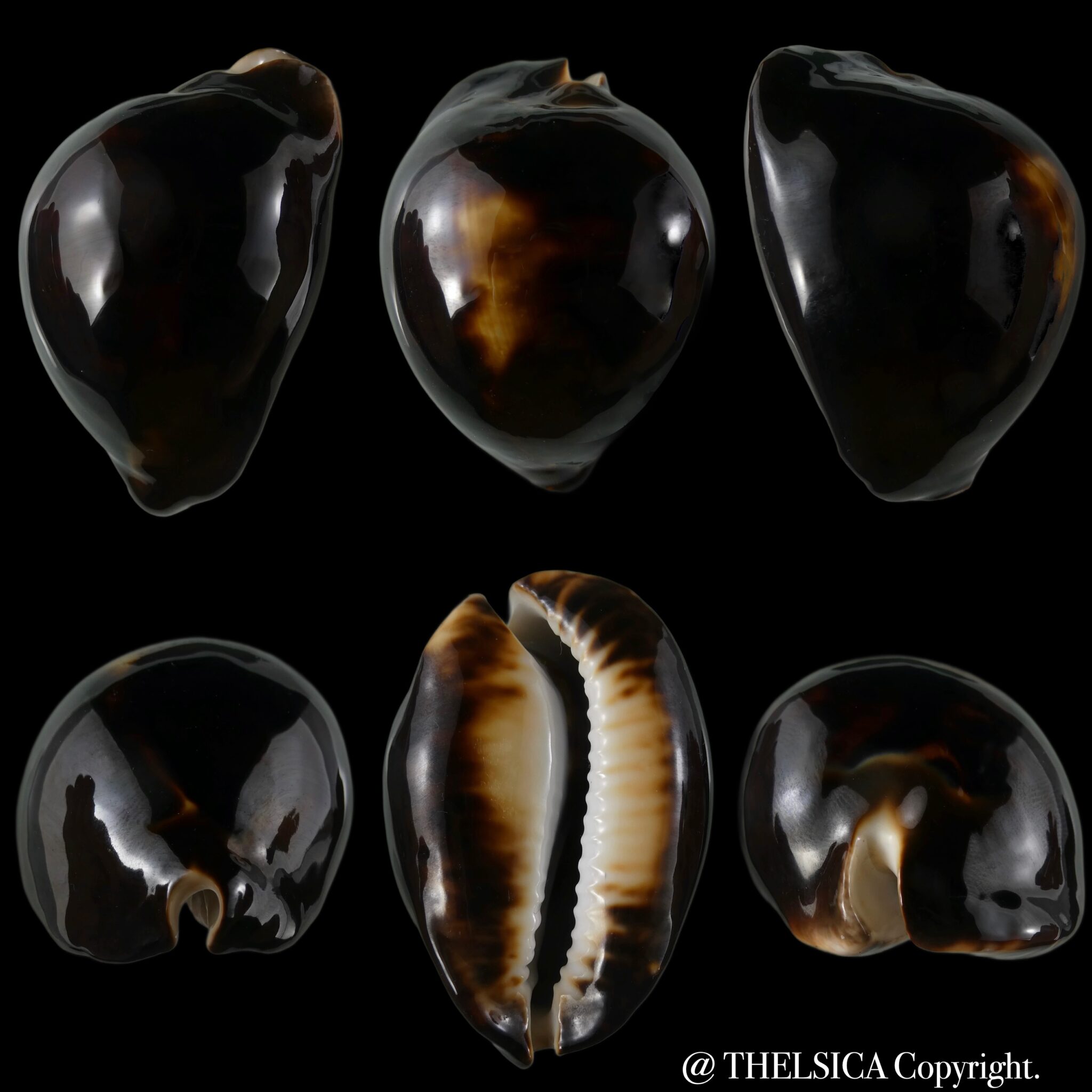 Zoila thersites atrata 62.30 mm Gem - Thelsica