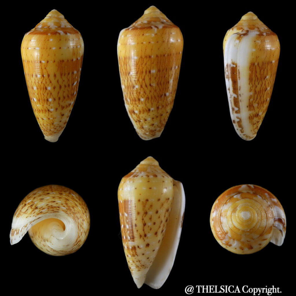 Conidae Archives - Thelsica