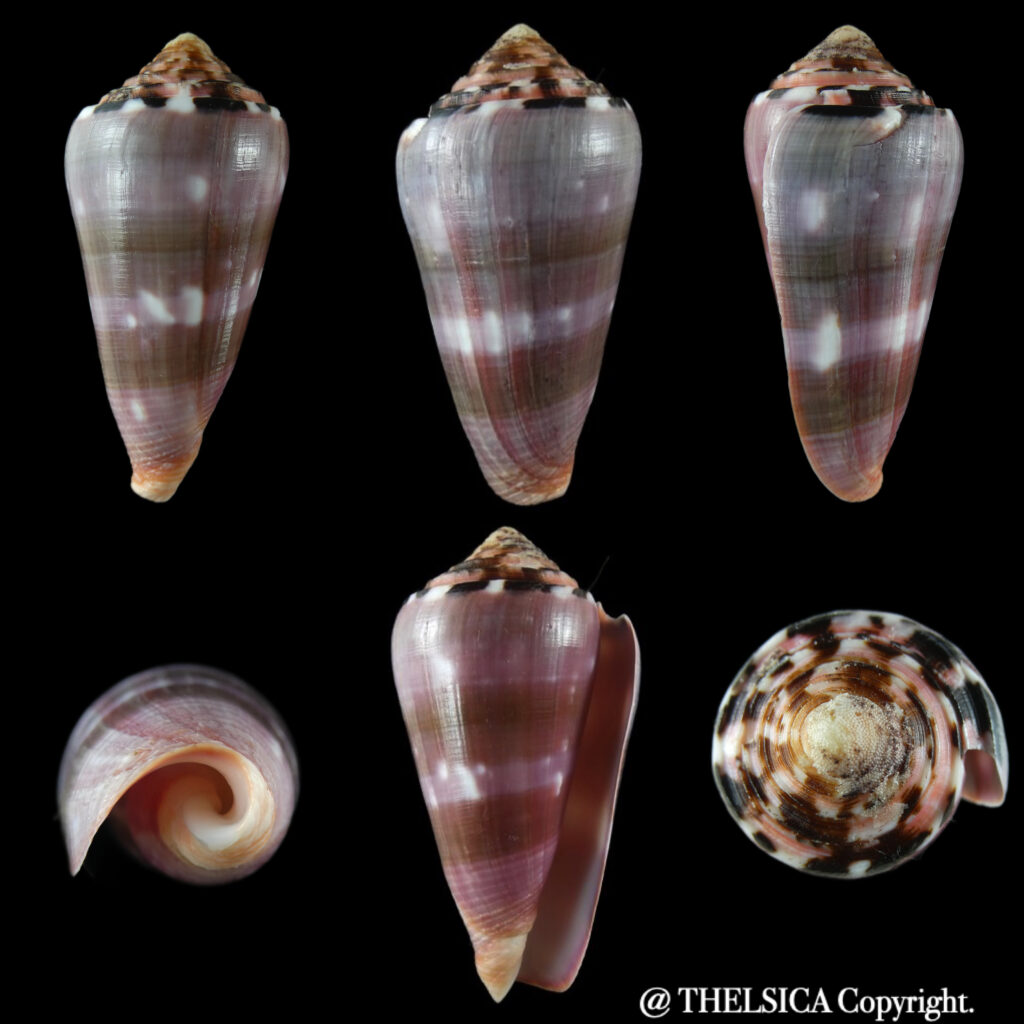 Conidae Archives - Thelsica