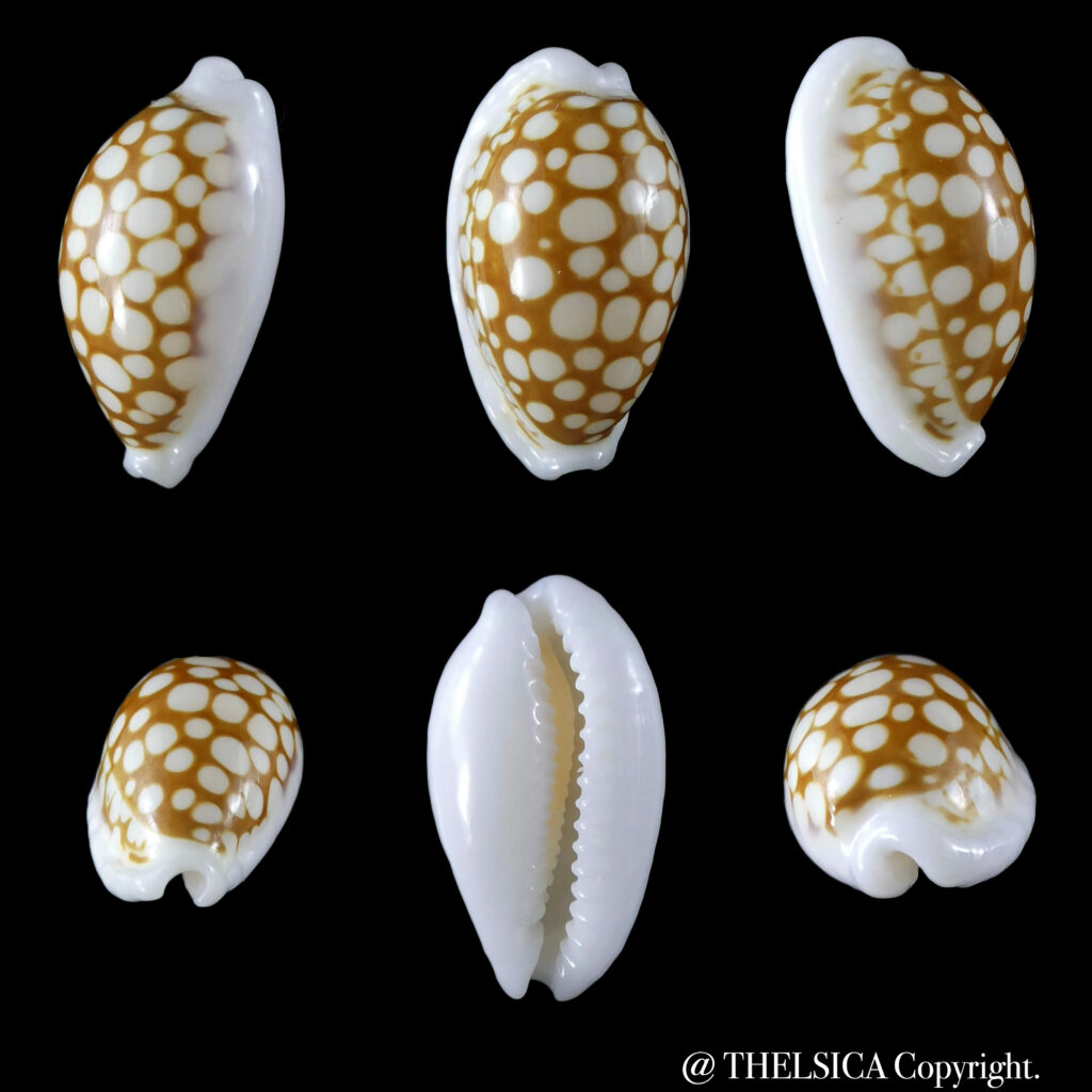 Cypraeidae Archives - Thelsica