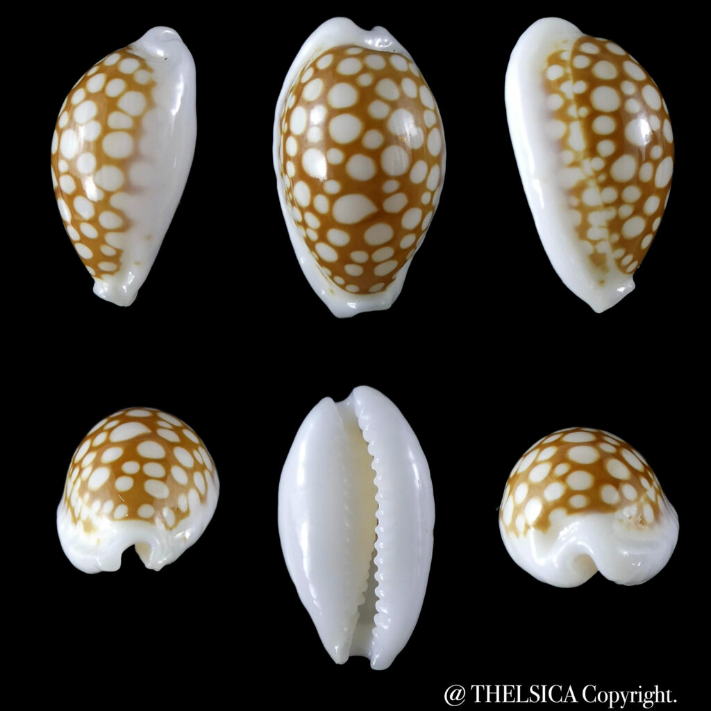 Cypraeidae Archives - Thelsica