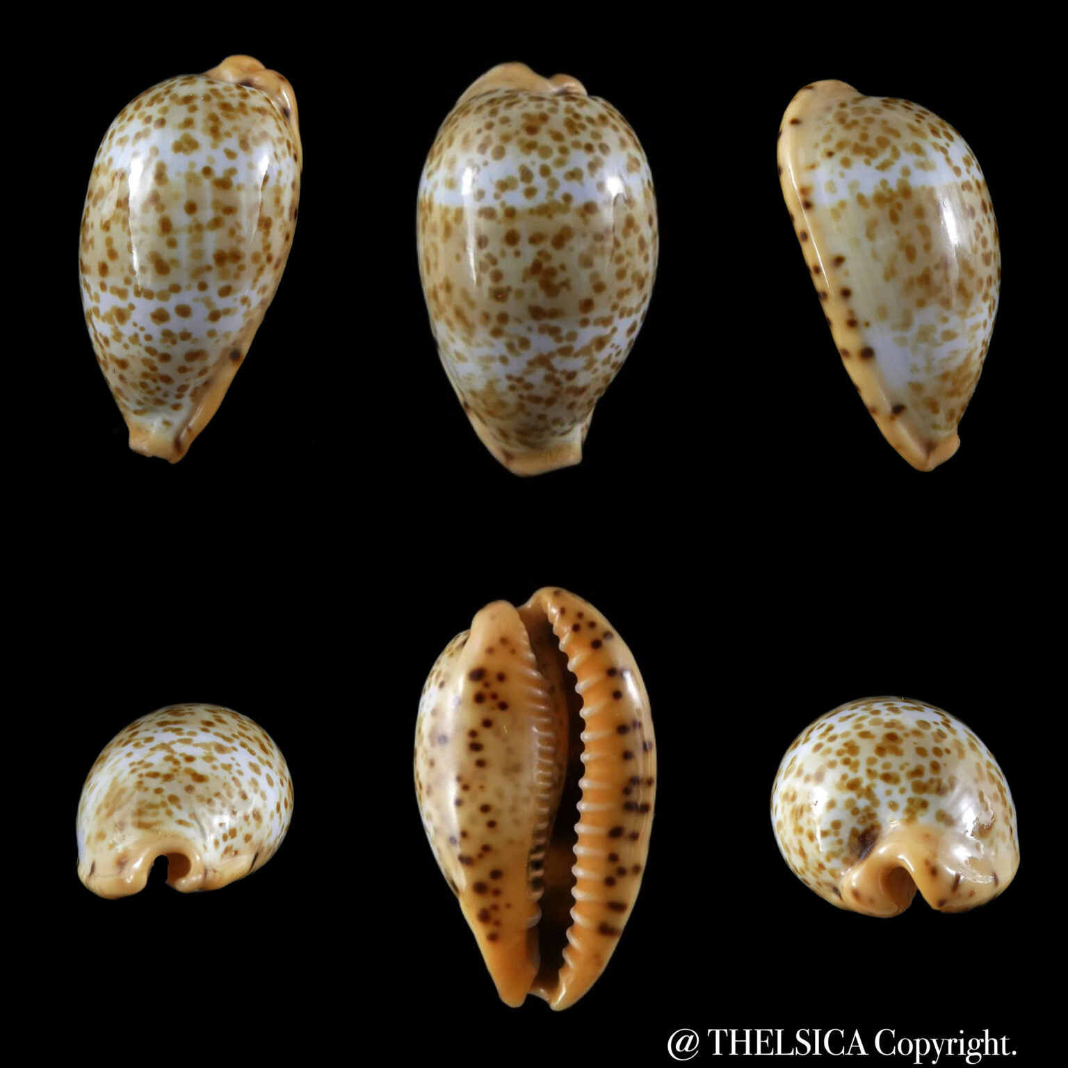 Cypraea Archives - Thelsica