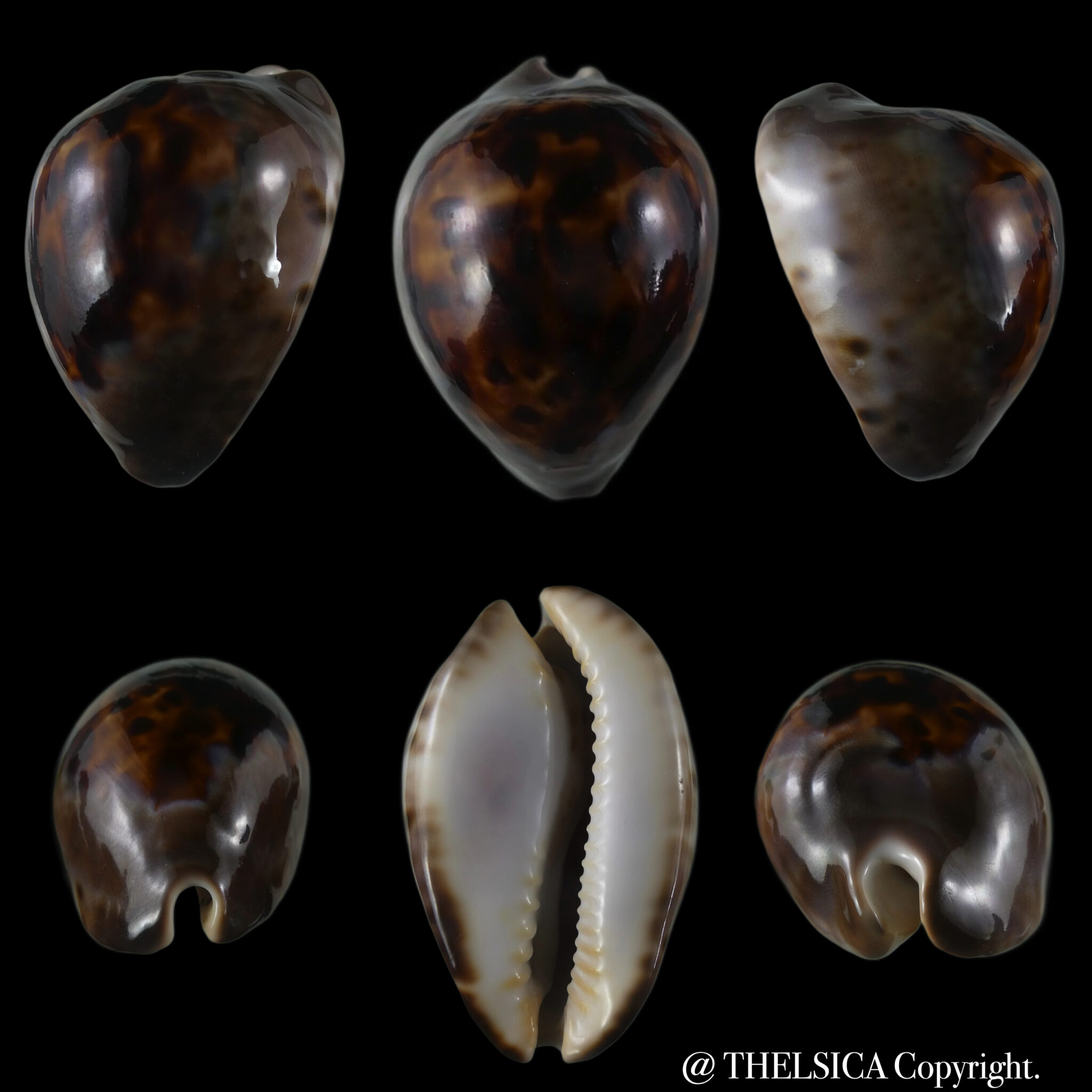 Cypraeidae Archives - Thelsica