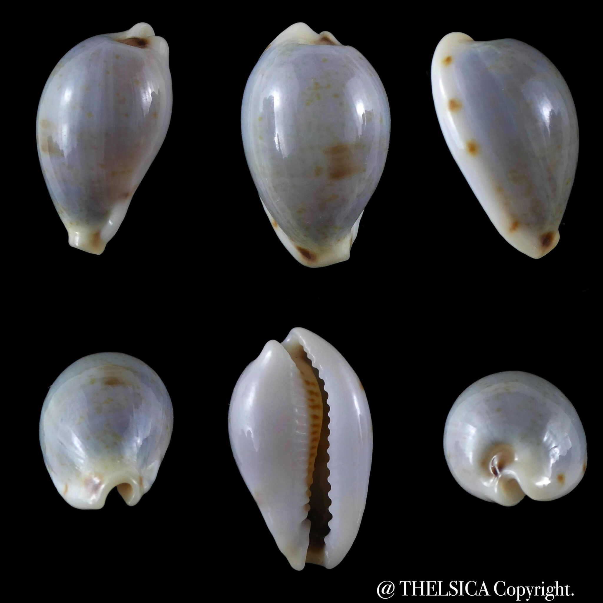 Cypraeidae Archives - Thelsica