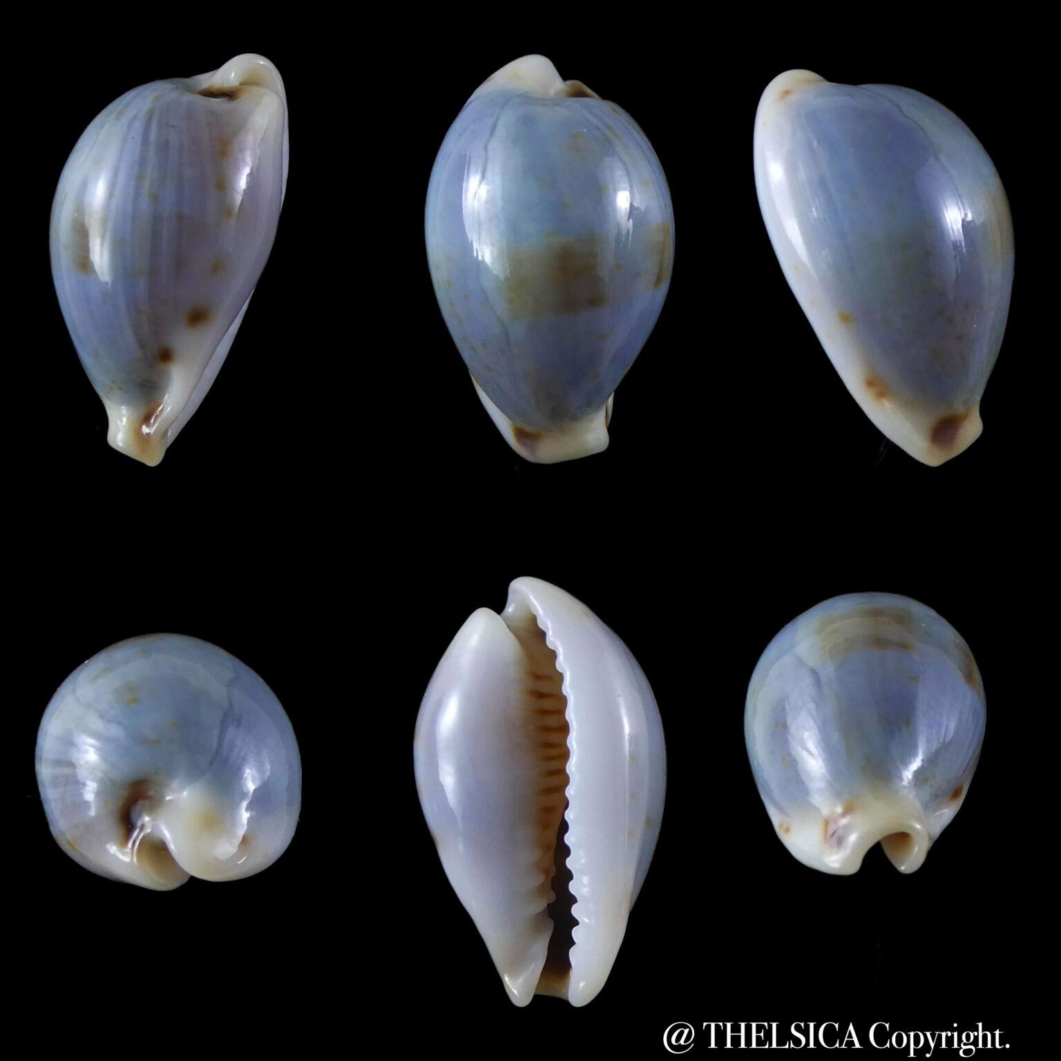 Cypraeidae Archives - Thelsica