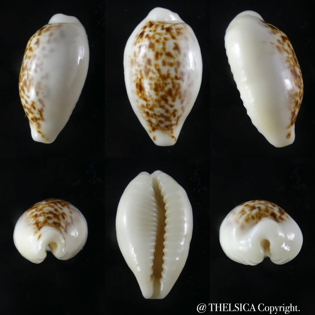 Cypraeidae Archives - Thelsica