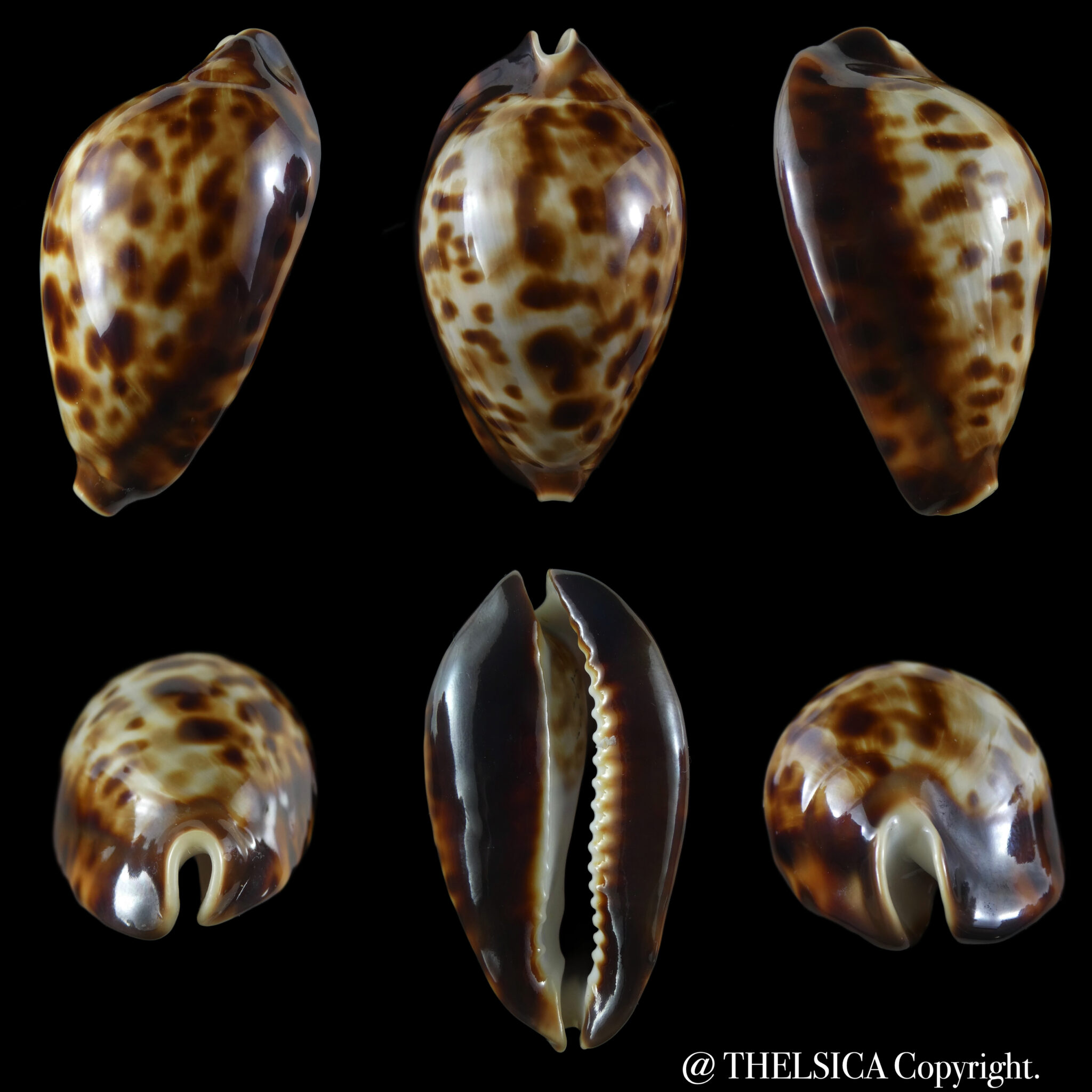 Cypraeidae Archives - Thelsica