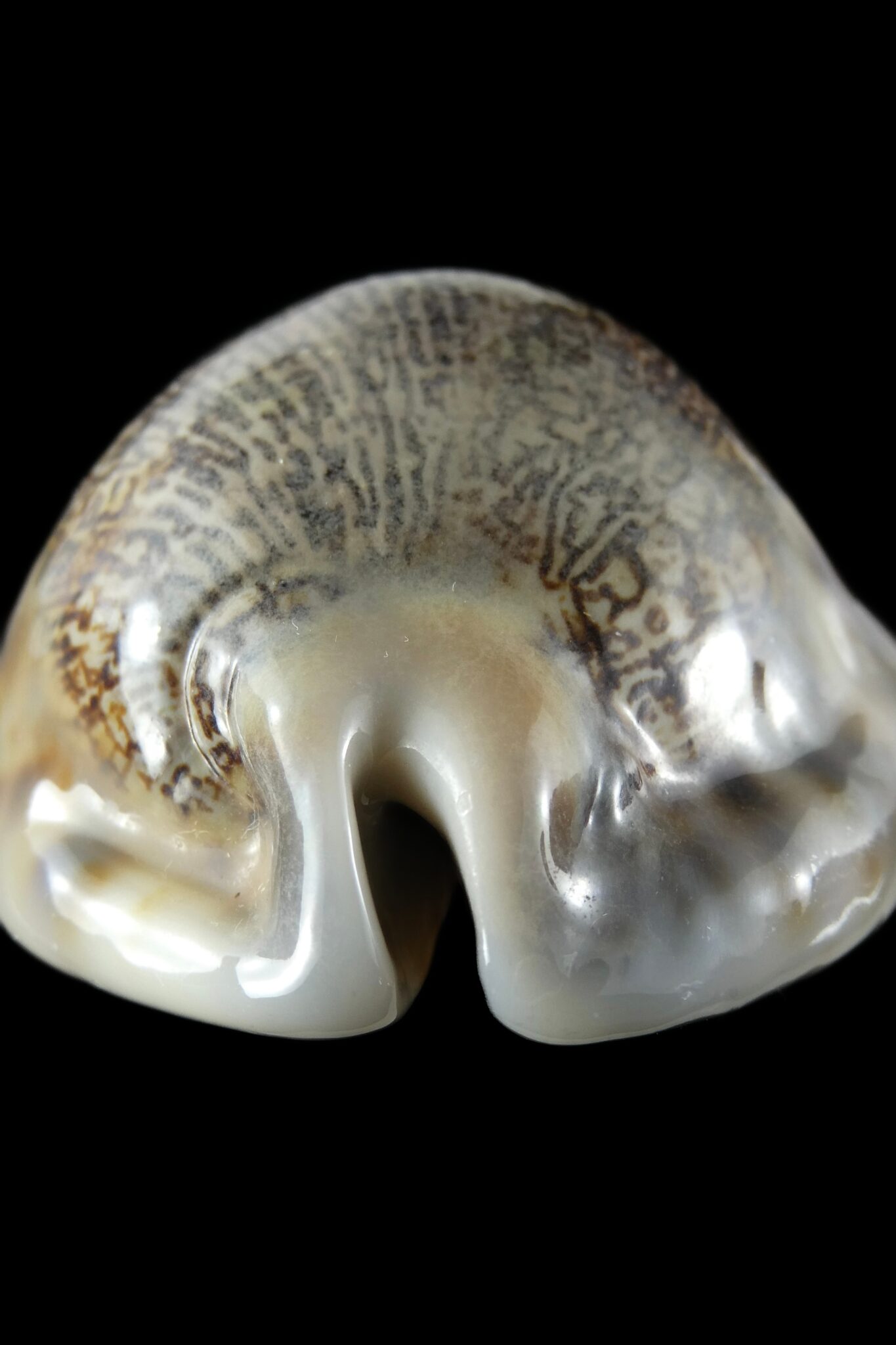 Mauritia arabica asiatica gibba 74.46 mm Gem (-) - Thelsica