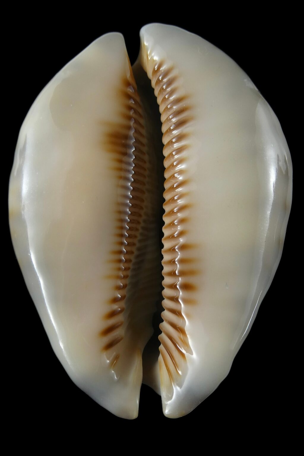 Mauritia arabica asiatica gibba 74.46 mm Gem (-) - Thelsica
