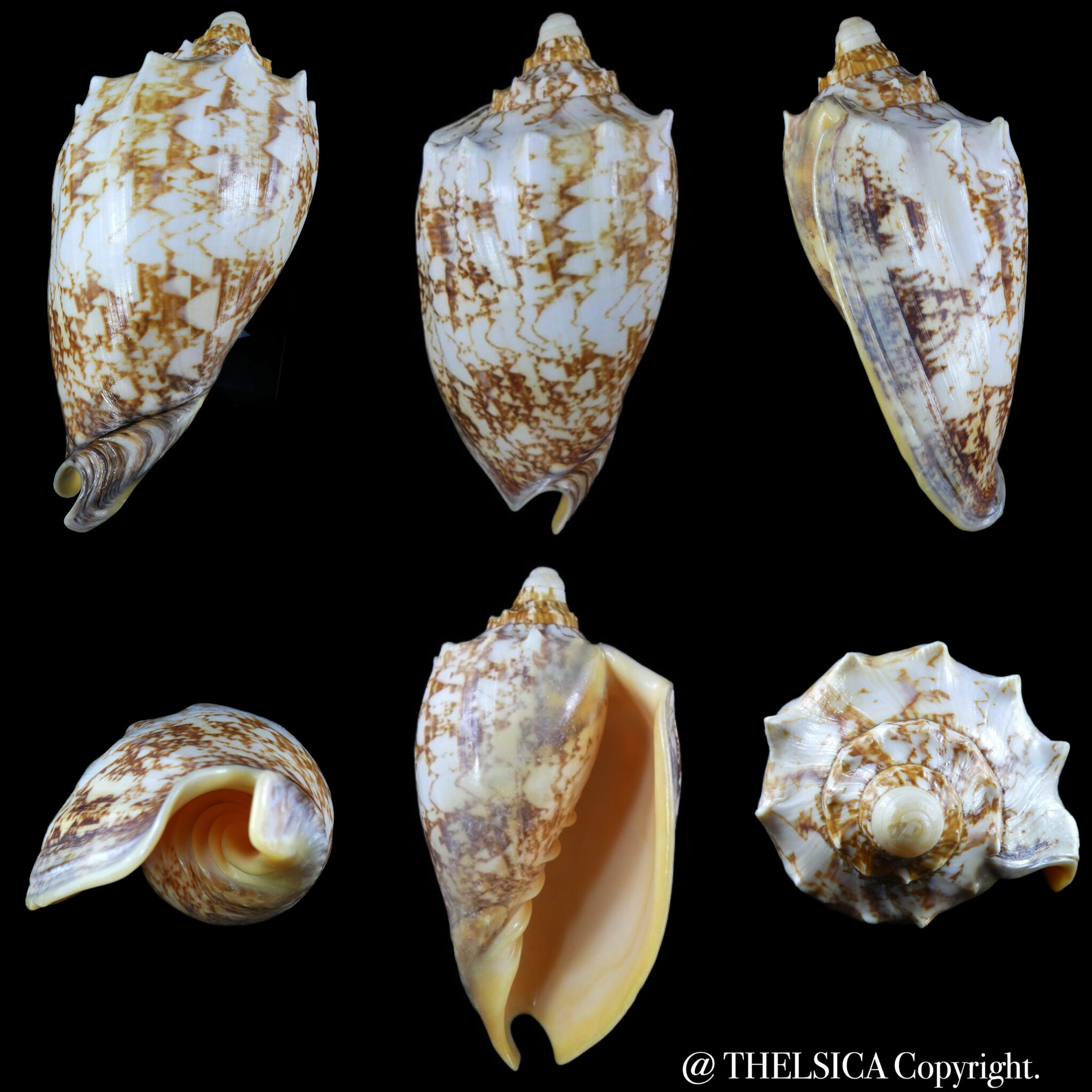 Cymbiola rossiniana 138,65 mm Gem - Thelsica