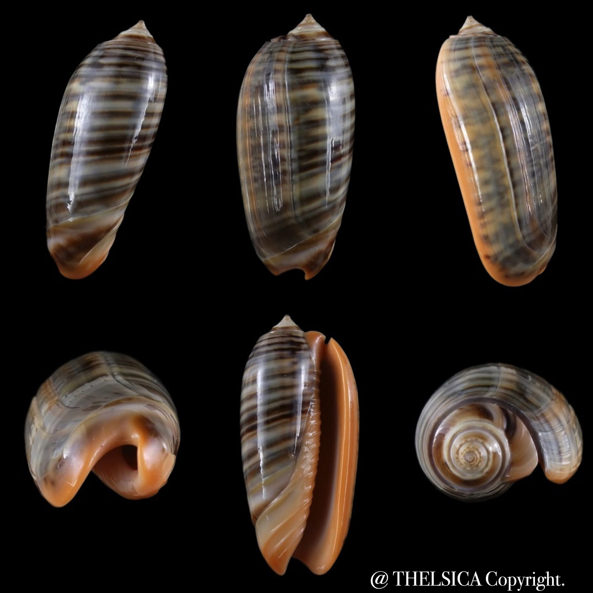 Olividae Archives - Thelsica