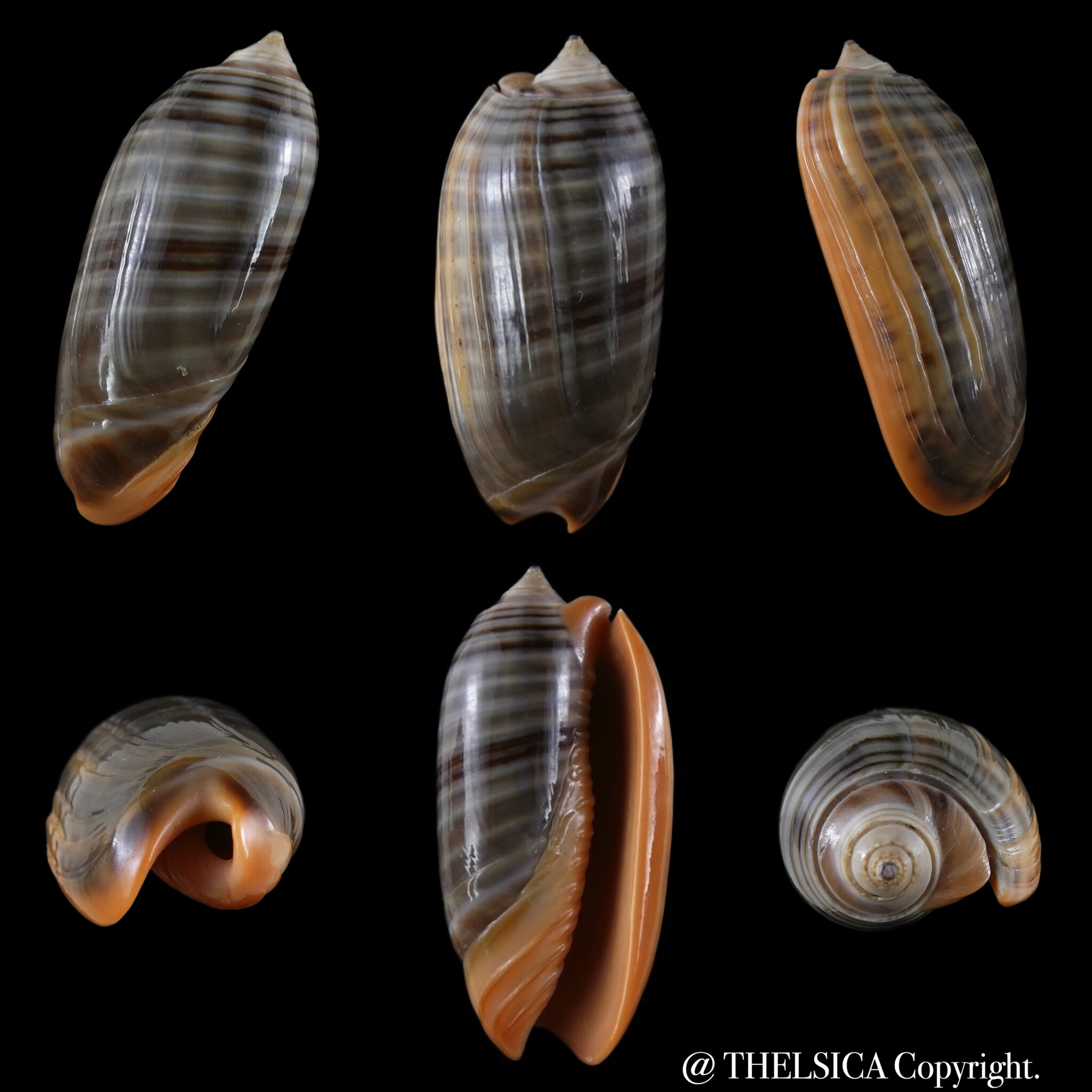 Olividae Archives - Thelsica